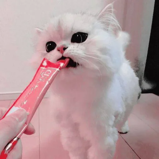 Sticker set «Miu Cats» for Telegram for free and without registration